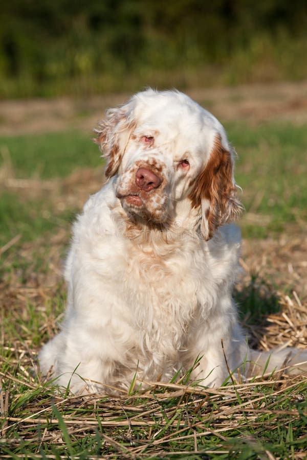 Cocker Spaniel Sitting in a Field Stock Image - Image of summer, field ...