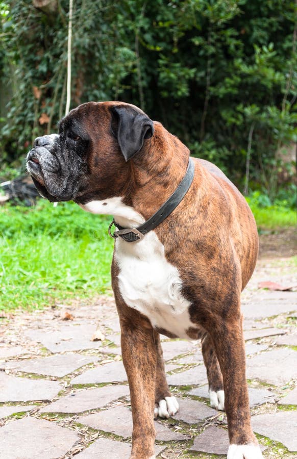Portrait of Nice German Boxer Dog Stock Photo - Image of outdoors ...
