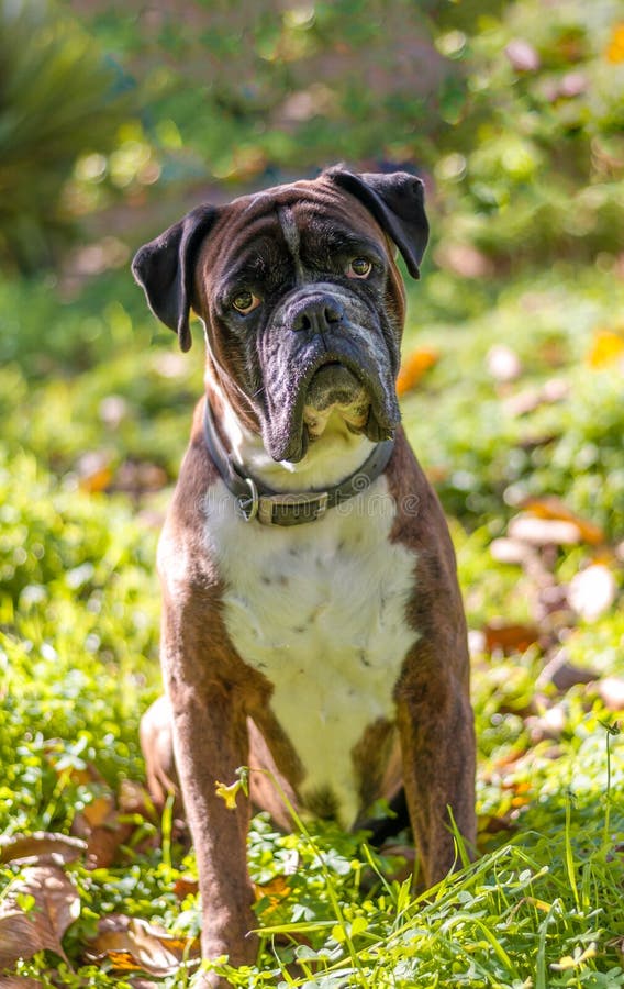Portrait of Nice German Boxer Dog Stock Image - Image of horizontal ...