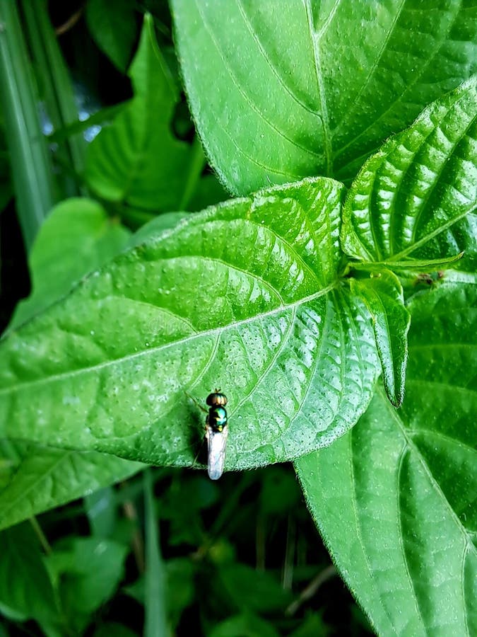 Portrait of a Nice Green Grass Stock Photo - Image of herb, produce ...