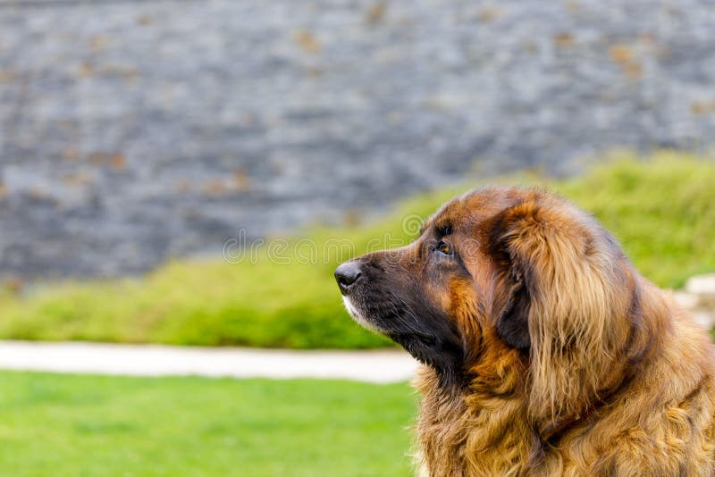 Portrait of a Nice Leonberger Stay on a Green Grass Stock Photo - Image ...