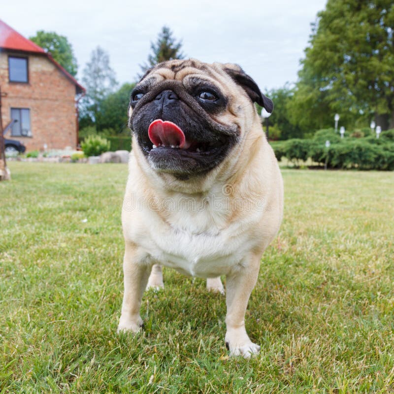 Portrait of Nice Pug Dog in Outdoors. Stock Image - Image of small ...