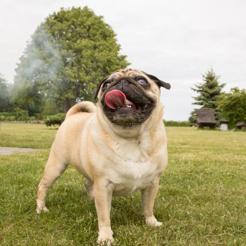 Portrait of Nice Pug Dog in Outdoors. Stock Image - Image of wrinkled ...