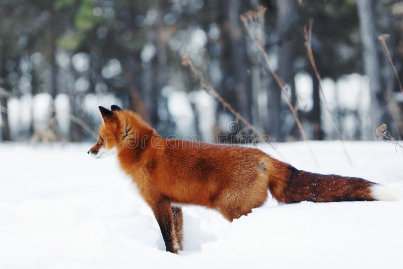Portrait of Nice Red Fox in Winter Forest Stock Photo - Image of ginger ...