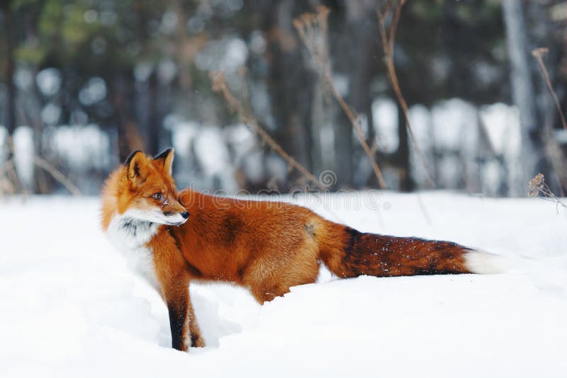 Portrait of Nice Red Fox in Winter Forest Stock Photo - Image of muzzle ...