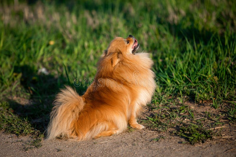 Portrait Nice Red Pomeranian Spitz Dog on the Green Grass Stock Photo ...