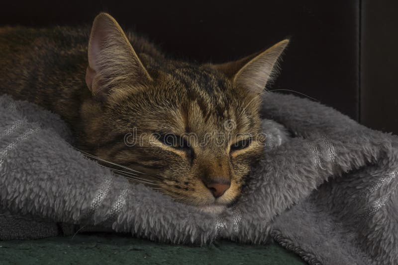 Portrait of a Cat Dozing on a Blanket Stock Image - Image of kitty ...