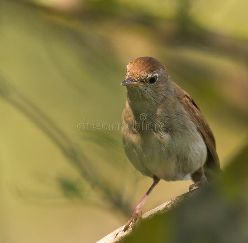 Nightingale Spirit Forest Stock Photos - Free & Royalty-Free Stock ...