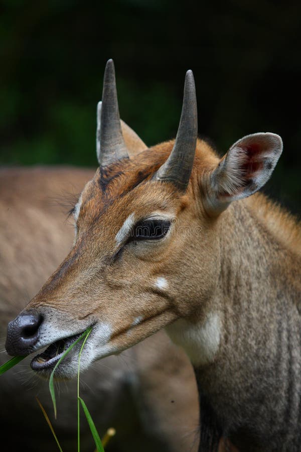 Nilgai Antelope stock photo. Image of antelopes, animal - 14821958
