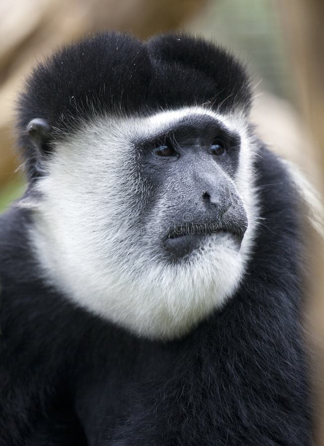 Portrait Noir Et Blanc De Singe De Colobus Photo stock - Image du ...