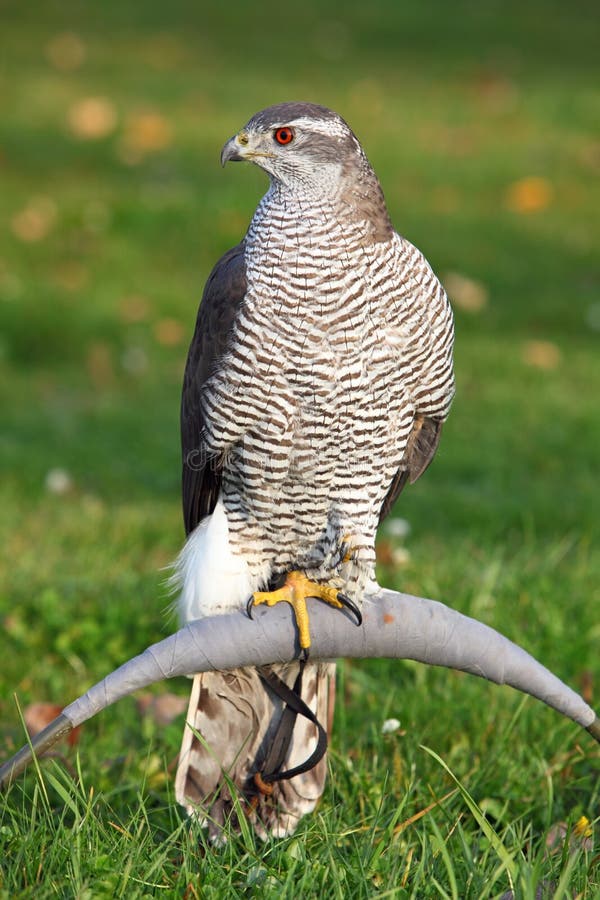 The Portrait of Northern Goshawk Stock Photo - Image of flight, attack ...