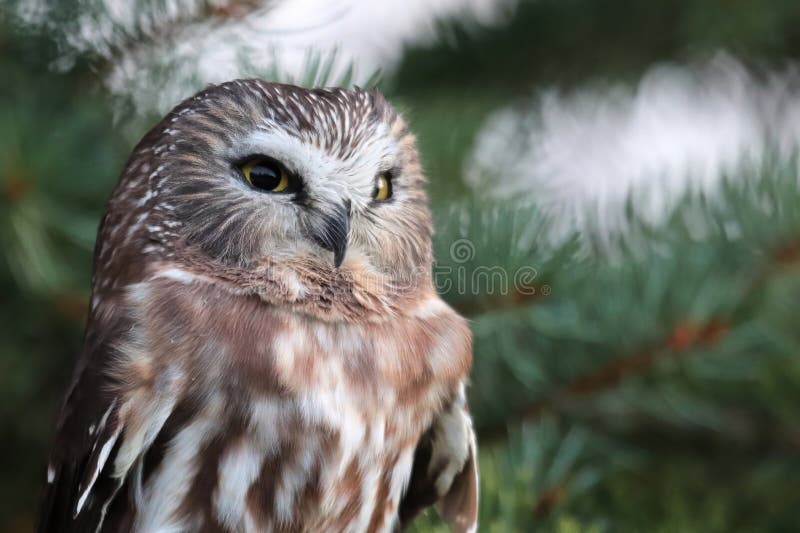 Portrait of a Northern Saw Whet Owl in a Tree Stock Photo - Image of ...