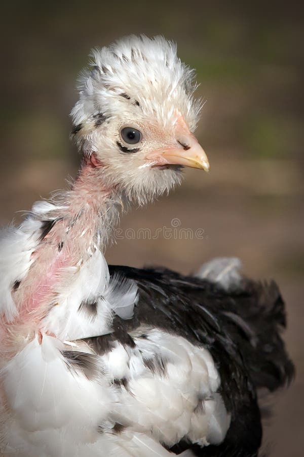 Portrait du coq nu de cou image stock. Image du coloré - 126042703