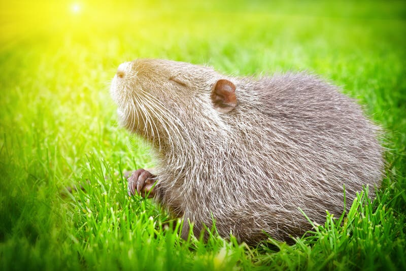 Portrait of nutria. stock image. Image of study, habitat - 228747507
