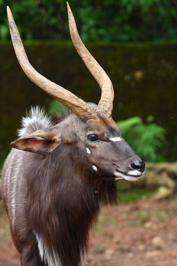 Portrait of a Nyala Antelope Grazing on Grass Residues, the Nyala ...