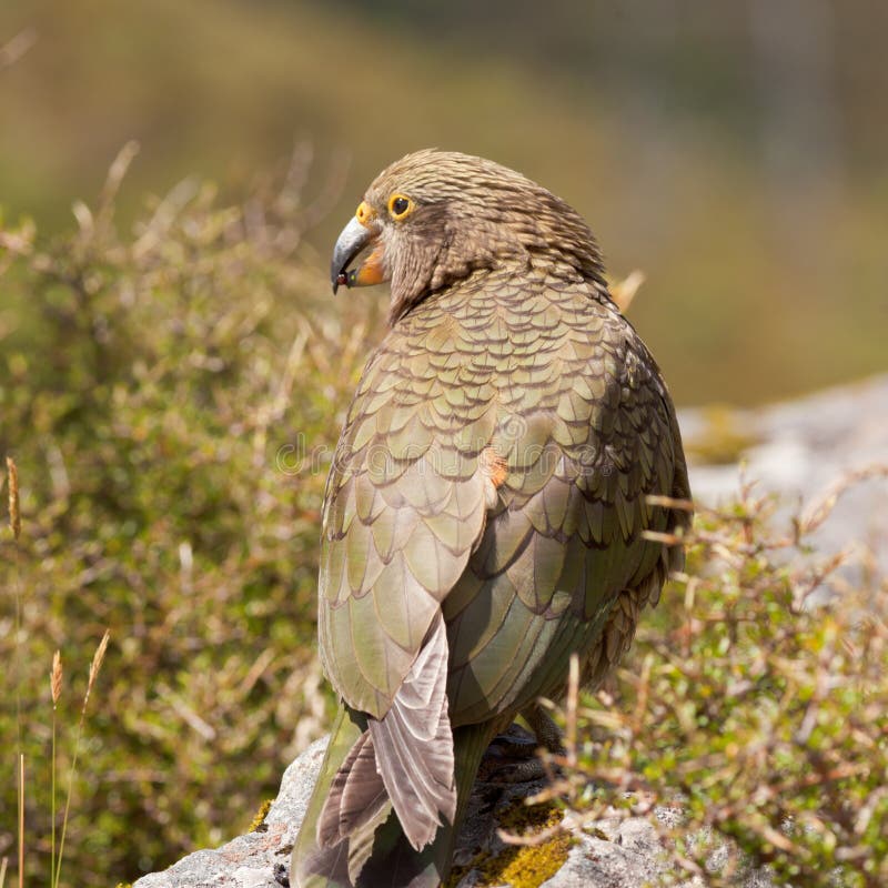 Portrait of NZ Alpine Parrot Kea, Nestor Notabilis Stock Photo - Image ...