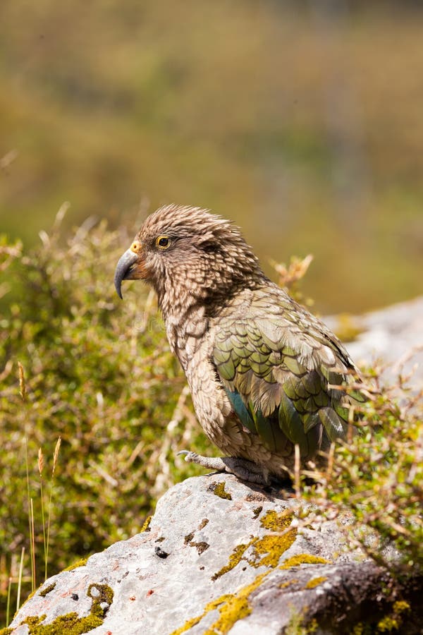 NZ Alpine Parrot Kea Trying To Vandalize a Car Stock Image - Image of ...