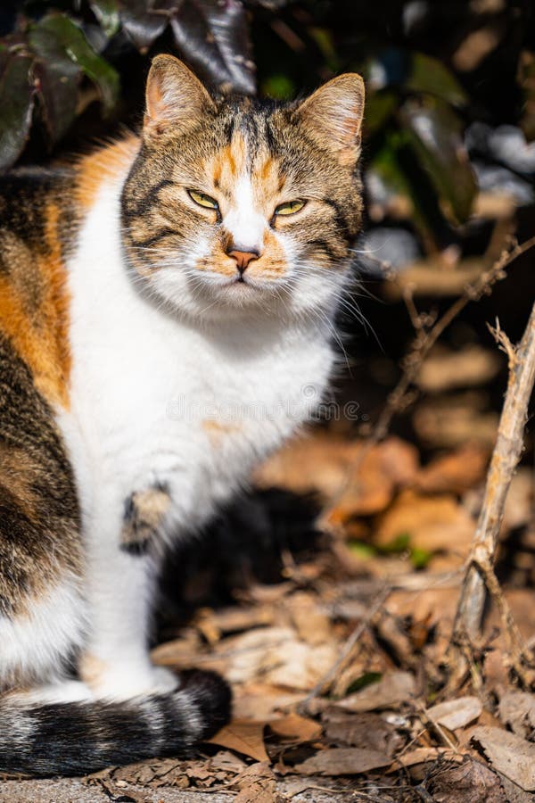 Portrait O Multi-colored Cat Stock Photo - Image of pretty, cats: 269532590
