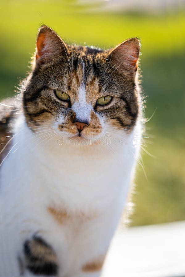 Portrait O Multi-colored Cat Stock Photo - Image of pretty, mammal ...
