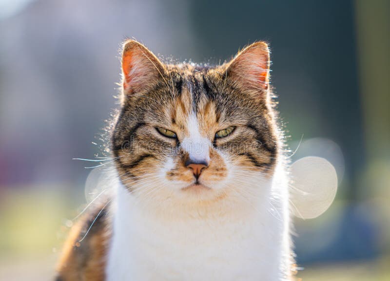 Portrait O Multi-colored Cat Stock Image - Image of fluffy, street ...