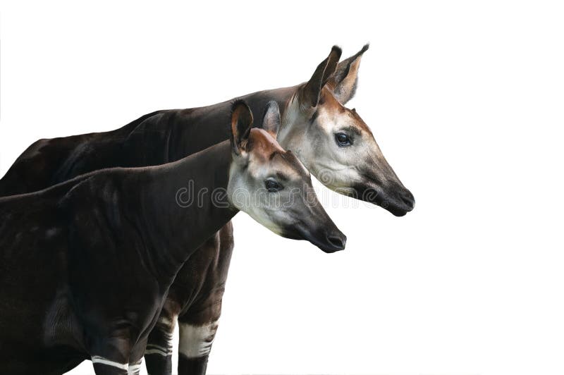 Elusive Okapi in the Congo Jungle Stock Image - Image of elusive ...