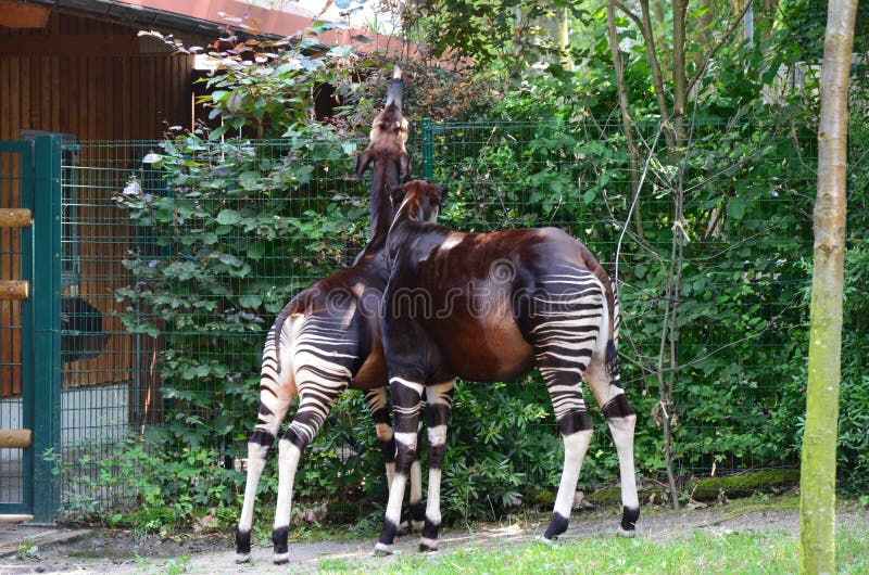 Portrait of Okapi Okapia Johnstoni Stock Image - Image of grazing ...