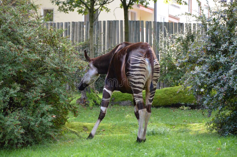 Portrait of an Okapi from the Family of Giraffe. Stock Photo - Image of ...