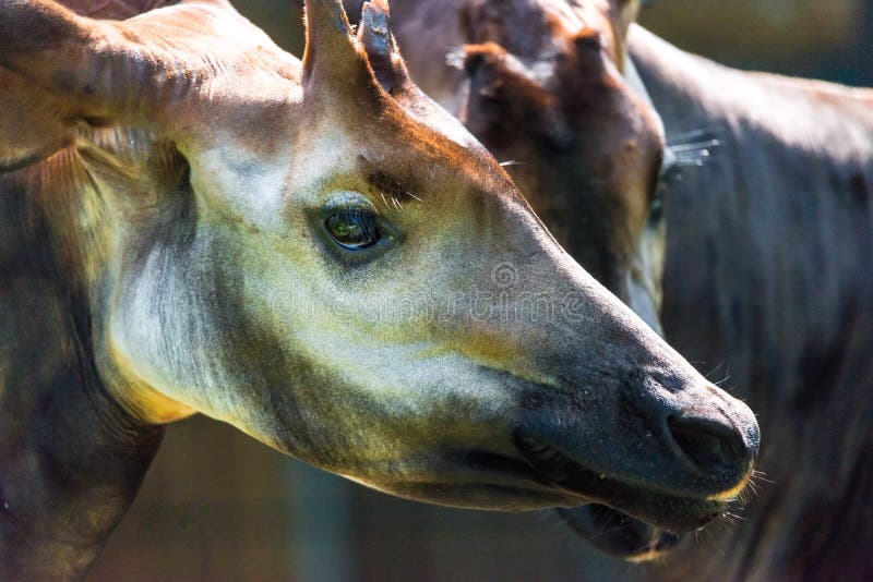 Portrait of an Okapi from the Family of Giraffe. Stock Photo - Image of ...