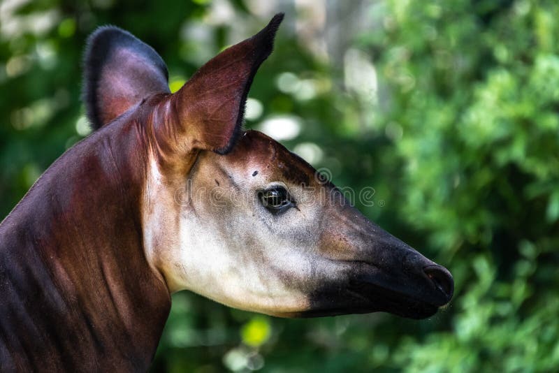 Portrait of an Okapi from the Family of Giraffe. Stock Photo - Image of ...