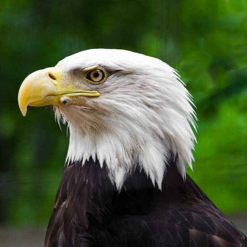 Portrait of an old eagle stock photo. Image of falconry - 31375396