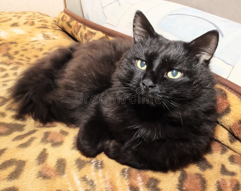 Portrait of an Old Black Cat Stock Image - Image of recreation, blanket ...