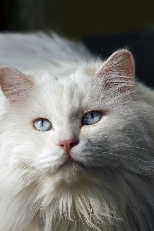 Portrait of the old cat. stock photo. Image of cats, lonely - 7135478