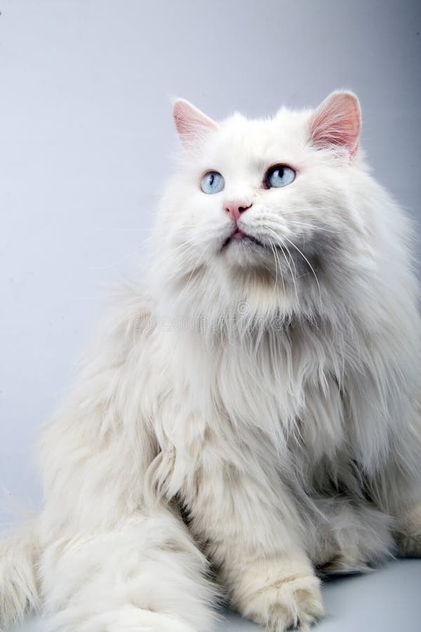 Portrait of the old cat. stock image. Image of enjoy, grey - 7133127