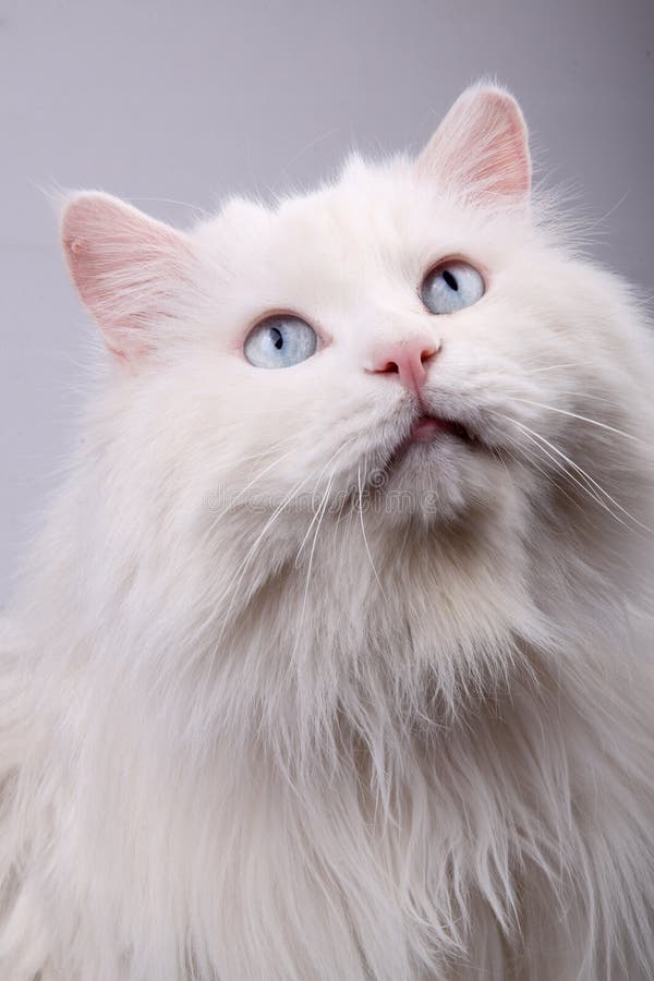 Portrait of the old cat. stock image. Image of friend - 7134735