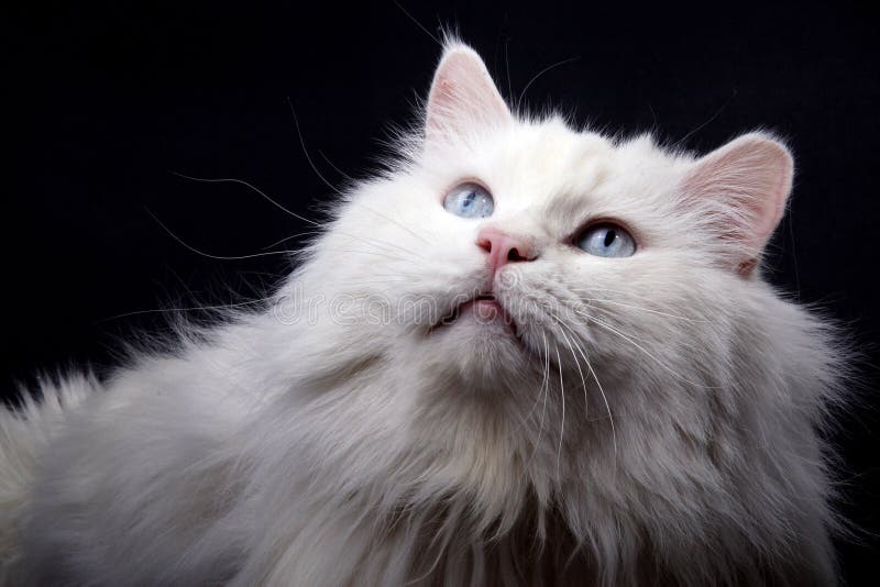 Portrait of the old cat. stock photo. Image of cats, lonely - 7135478