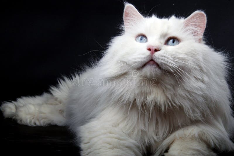 Portrait of the old cat. stock image. Image of enjoy, kitty - 7146819