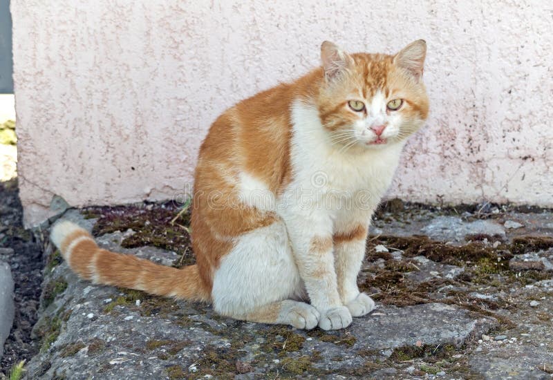 Portrait of old cat stock image. Image of rest, eyes - 117692275