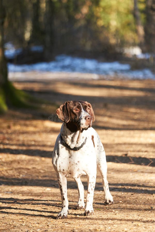 Old Danish Pointer Dog Walking on Path in Forest Stock Image - Image of ...