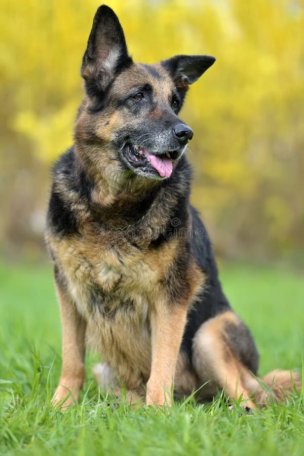 Portrait of an Old German Shepherd Stock Image - Image of defense, ears ...