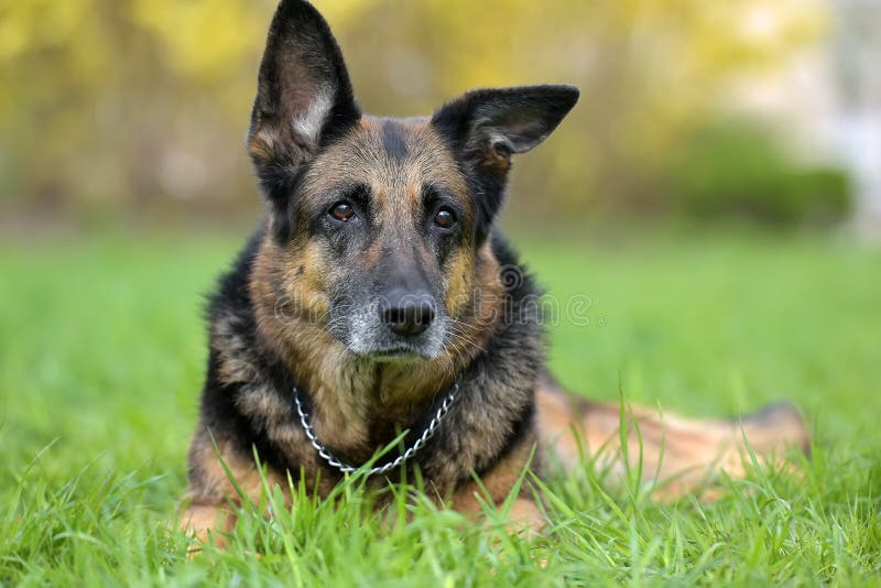 Portrait of an Old German Shepherd Stock Image - Image of ears ...