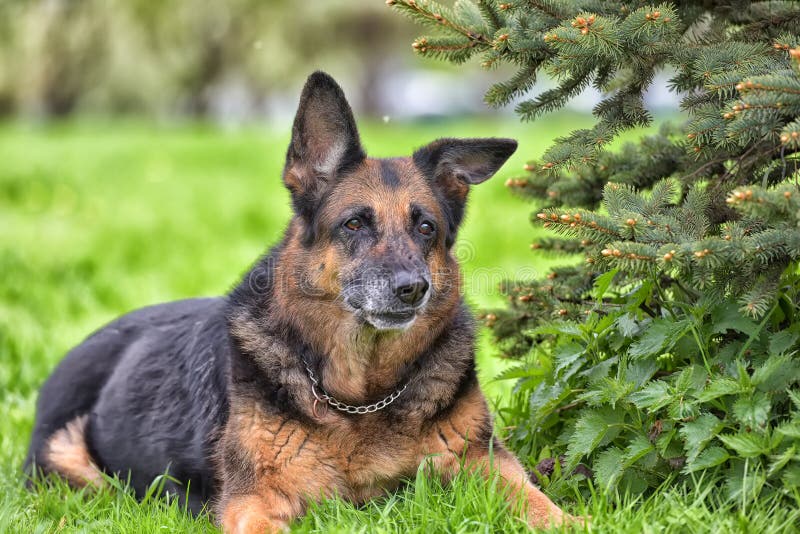 Portrait of an Old German Shepherd Stock Photo - Image of mammal ...