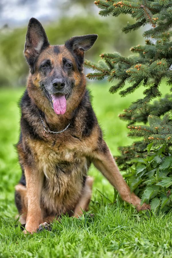 Portrait of an Old German Shepherd Stock Image - Image of beautiful ...