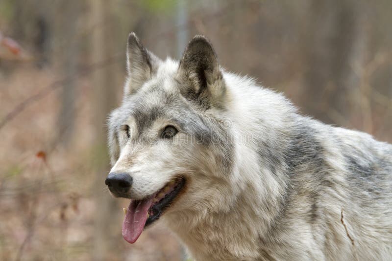 Old Wolf Stock Images - Download 2,020 Royalty Free Photos