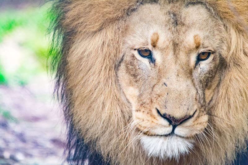 Portrait of an old lion stock photo. Image of african - 79981304