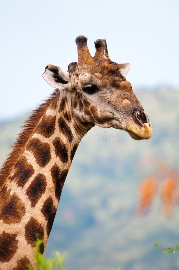 1,684 Old Giraffe Stock Photos - Free & Royalty-Free Stock Photos from ...