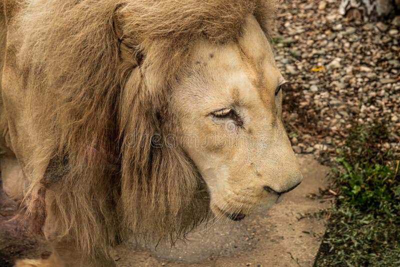 Portrait of an Old Male Lion Stock Photo - Image of furry, face: 236691622