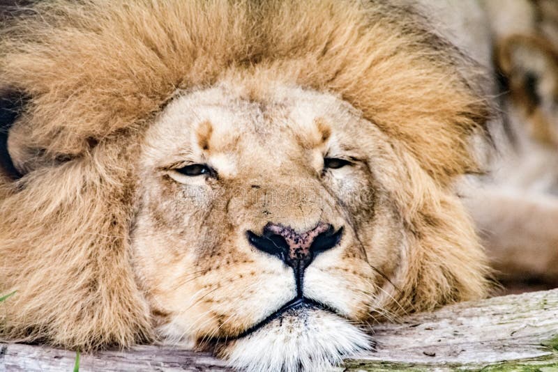 Portrait of an Old Male Lion Stock Photo - Image of close, kenya: 79980430