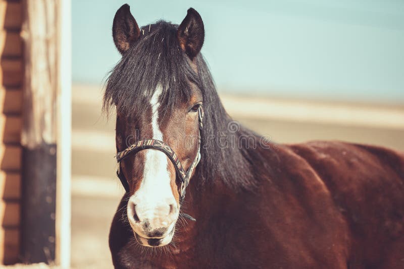 Portrait of old mare horse stock image. Image of daytime - 160727327