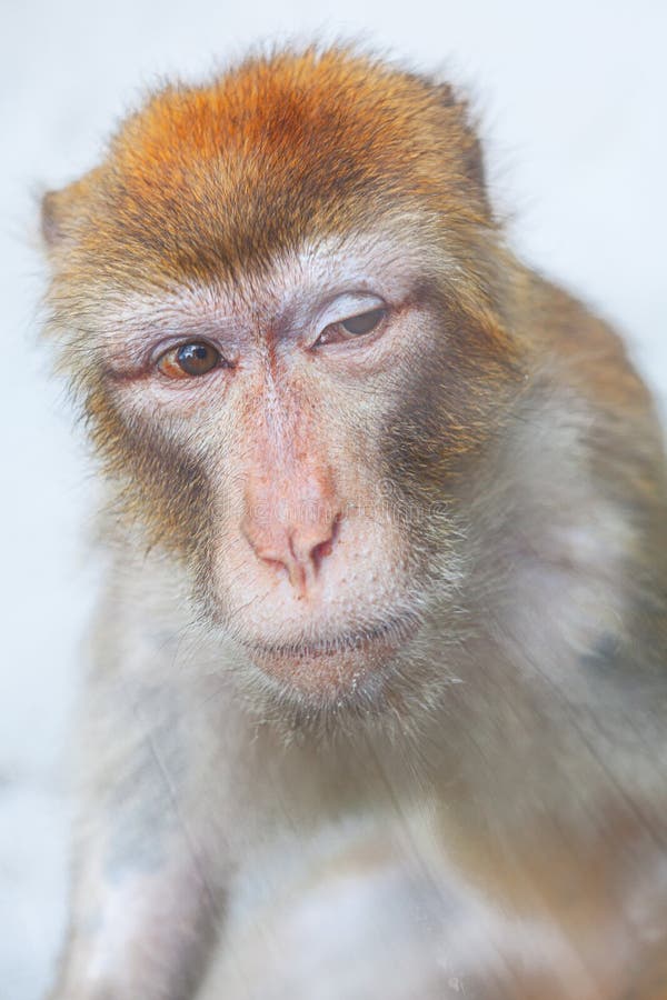 Portrait of old monkey stock photo. Image of primate - 269460838