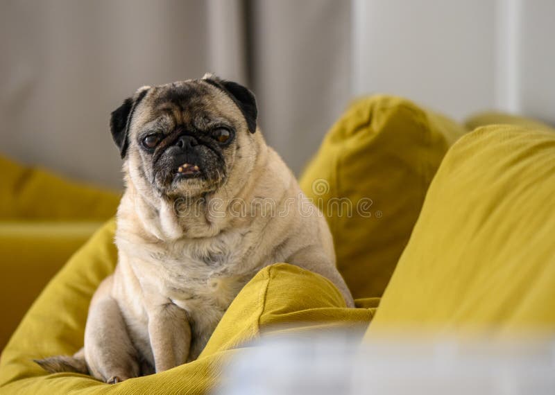Old Pug Sitting on a Yellow Sofa Stock Image - Image of living, person ...